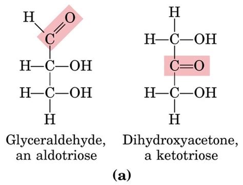 Biochem Chapter 7 Carbohydrates And Glycobiology Flashcards Quizlet