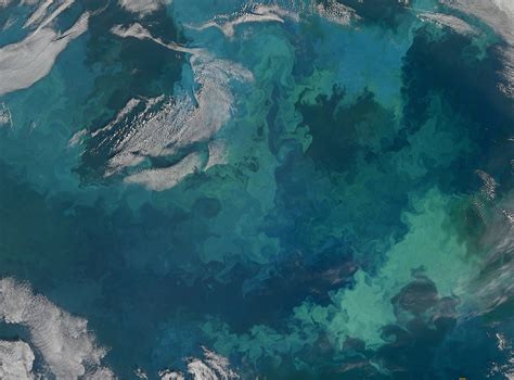Understanding The Arctics Hidden Phytoplankton Blooms Stanford Doerr