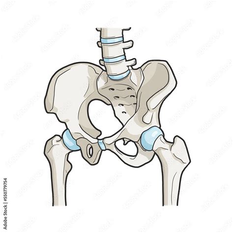 골반 고관절 메디컬 일러스트 Stock Illustration Adobe Stock