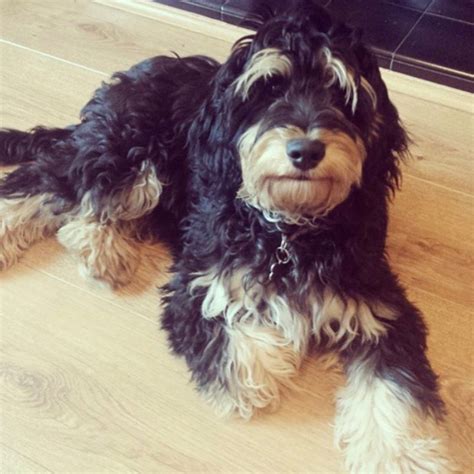 Colours Luxury Cavapoochon Luxury Cockapoos