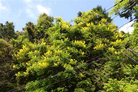 野山の樹木
