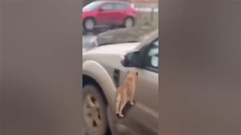 Epic Fails Viral Video 8 Fail Viral Viralvideo Fails Virals Youtube