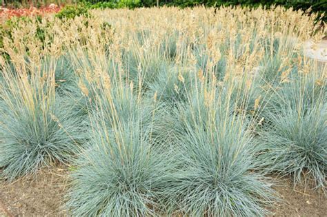 Festuca Glauca Elijah Blue Blue Fescue
