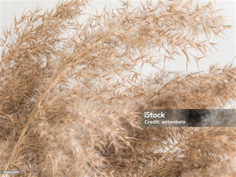 흰색 벽 배경에 드라이 베이지 색 리드 아름다운 자연 트렌드 장식 미니멀한 중립 개념 근접 촬영 0명에 대한 스톡 사진 및 기타 이미지 Istock