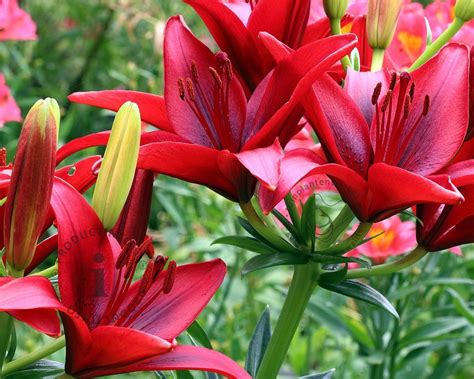 Lilium Red County Kopen