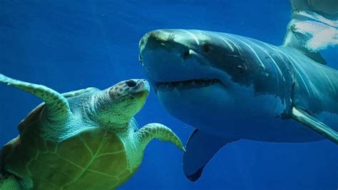 shark helps humans in rescuing turtles