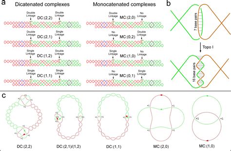 Figure 2 From Topological Linkage Of Dna Tiles Bonded By Paranemic Cohesion Semantic Scholar