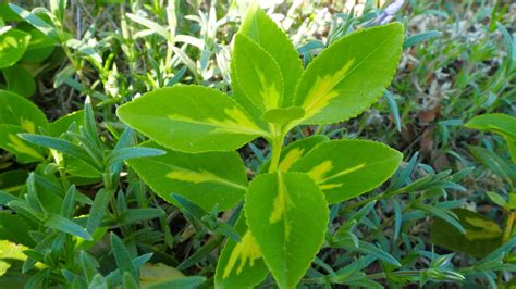 Plants Grass Leaves Free Photo On Pixabay Pixabay