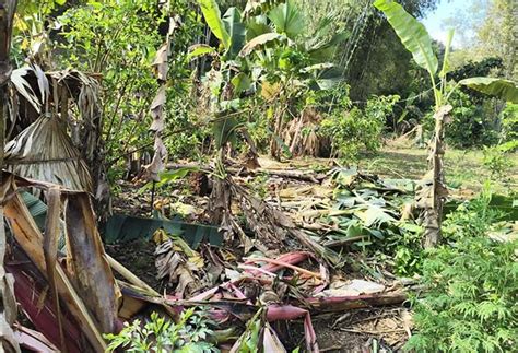 ပူတာအိုမြို့နယ်တွင် ဆင် ၁ ကောင် သောင်းကြမ်းမှုကြောင့် ရွာခံ ၄ ဦးသေဆုံး