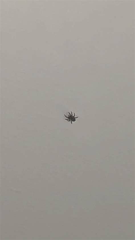 A Tick Or A Spider R Whatsthisbug