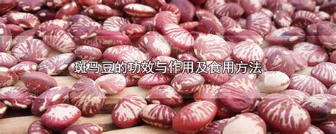 斑马豆苗图片 斑马豆图片 大山谷图库