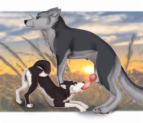 Rule 34 Animal Genitalia Aroused Balls Border Canine Canine Collie