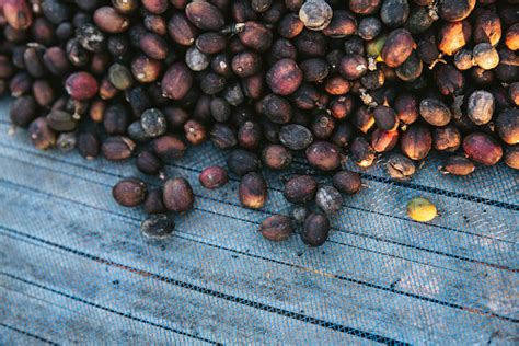 태국 치앙마이 언덕에 위치한 마에 잔 타이의 Akha 마을에 복사 공간이 있는 푸른 그물에 햇볕에 말린 아라비 카 커피 열매의 평면도 갈색에 대한 스톡 사진 및 기타 이미지