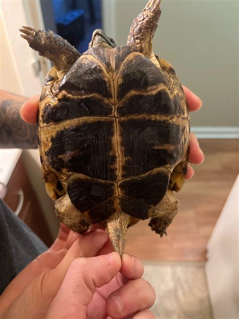 Boy Or Girl Rtortoise