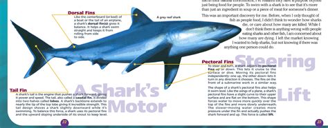 Shark Fins And Their Functions At Ruby Dougharty Blog