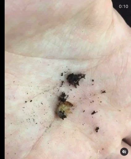 🔥 Hercules Beetle Life Cycle Natureisfuckinglit Hercules Beetle