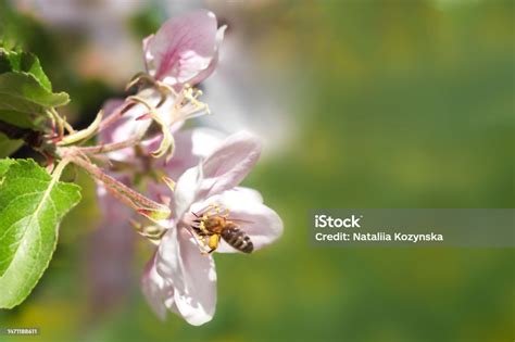 날으는 꿀벌은 사과 꽃에서 꽃가루를 수집합니다 복사 공간 선택적 초점 0명에 대한 스톡 사진 및 기타 이미지 0명 개화기 곤충 Istock