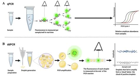 Tổng Hợp Kiến Thức Chi Tiết Về Kỹ Thuật Real Time Pcr
