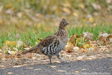 Boreal Forest Bog Tour 365 Days Of Birds