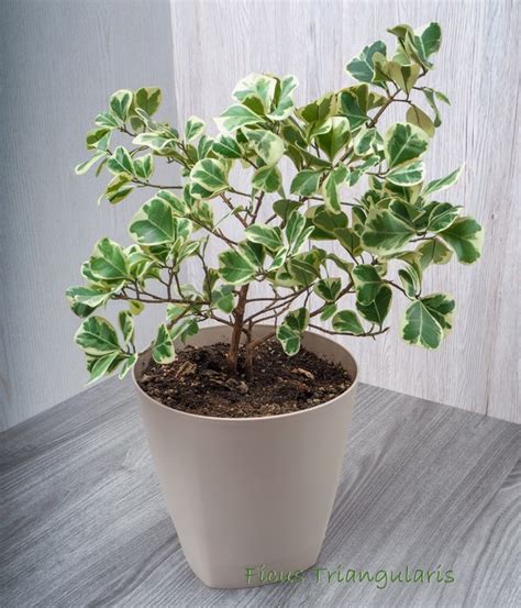 Ficus Triangularis Variegata Is Gorgeous And Easy To Grow Indoors