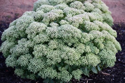Lime Joy Sedum Lurvey Landscape Supply