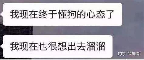 多地禁止遛狗，狗狗拆家或抑郁，如何安全遛狗和在家消耗狗狗精力 知乎