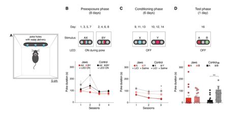 Retrosplenial Cortex Dependent Latent Learning Of Stimulus Stimulus
