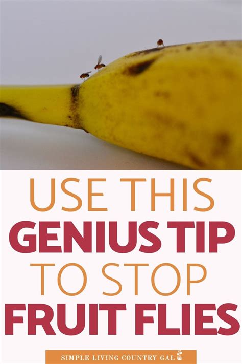 The Easy Way To Get Rid Of Fruit Flies Without Sprays Simple Living