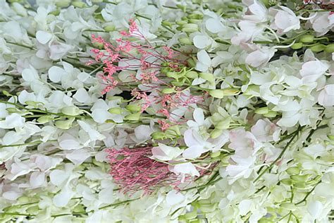 Puberty Function Background Images Hd Pictures And Wallpaper For Free