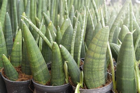 Primer Plano Sansevieria Boncellensis Una Sanseveria Enana Con Hojas