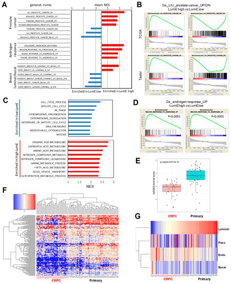 Luminal Metagene Score Is Associated With Androgen Receptor Signaling