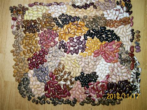 Green Beans Dry Beans And Cross Polination Beans Forum At Permies