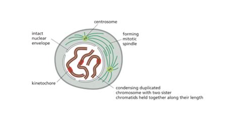 Cell Cycle Flashcards Quizlet
