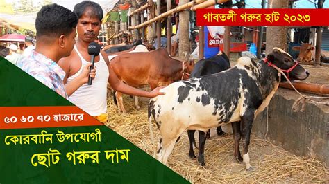 গাবতলী হাট 2023 কোরবানির উপযোগী ছোট মাঝারি গরুর দাম Gabtoli Gorur Haat 2023 কৃষি ঘর Youtube