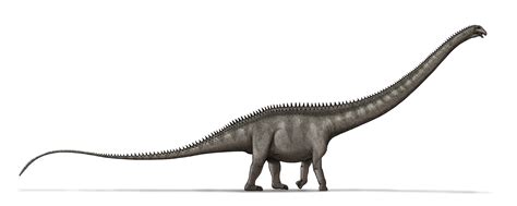 File Supersaurus Dinosaur Png Wikimedia Commons