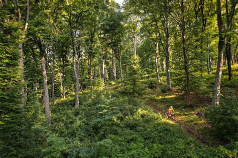 가을에 숲으로 가는 트레일에서 산악 자전거를 타는 사이클리스트와 함께 드론 사진 가을에 대한 스톡 사진 및 기타 이미지 가을 공중 뷰 나무 Istock