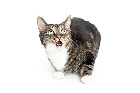 7 Deadly Things For Cats Two Crazy Cat Ladies