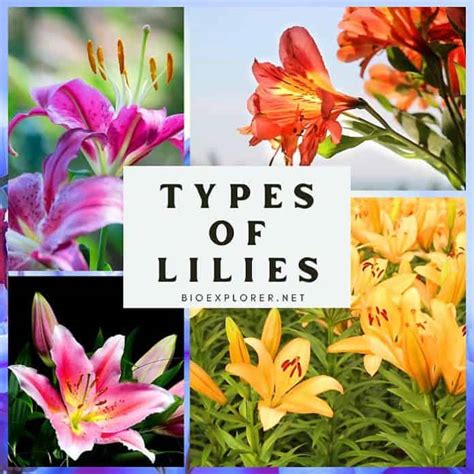 Lily Flowers 150 Types Of Lilies True Lilies Non True Lilies Hybrid Lilies