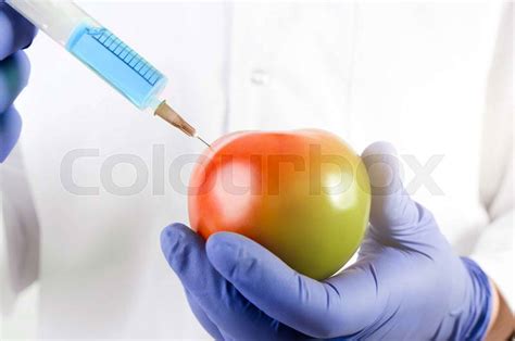 Technician Uses A Syringe Genetic Modification Of Fruits An Colourbox