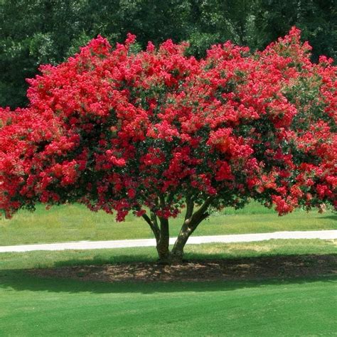 National Plant Network 1 Pack Red Crepe Myrtle Red Hot Feature Tree In