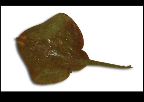 Leucoraja Circularis Guide Of Mediterranean Skates And Rays