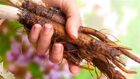 Burdock Root Benefits And Usage