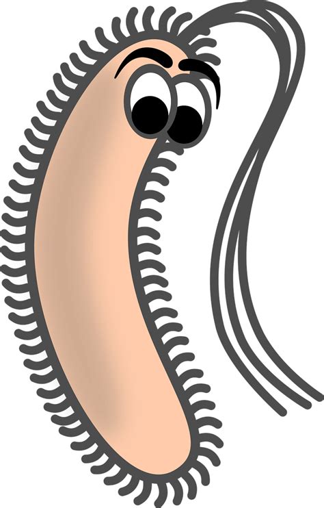 900 Free Spore Bacillus And Spore Images Pixabay