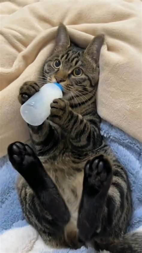 Grown Cat Drinking Milk From A Sippy Cup Funny Cat Vídeo Lindos Filhotes De Cachorro