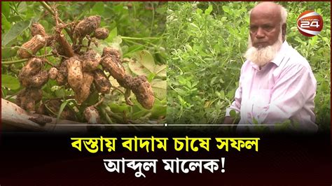 পরিত্যক্ত জমিতে বস্তায় বাদাম চাষ করে সাড়া ফেলেছেন রংপুরের কৃষক আব্দুল