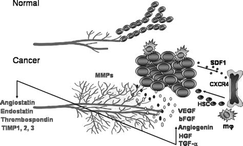 The Imbalance Of Angiogenesis Related Factors Produced By A Variety Of