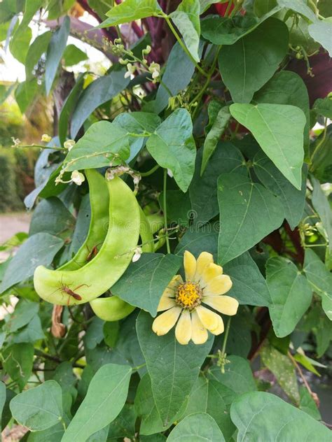 A Combination Of Wild Plants And Flowers Infested With Insects Stock