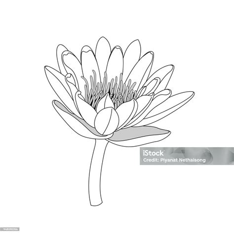 간단한 라인 로터스 꽃입니다 흑인과 백인 격리입니다 손 선 및 스트로크를 그립니다 배경 인사말 카드 및 초대장 결혼식의 완벽 한 생일 문신 디자인입니다 지역 선 예술입니다