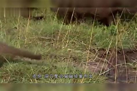 猫鼬全体出动围攻疣猪疣猪看到后却直接躺地上任由猫鼬作践 猫鼬 全体