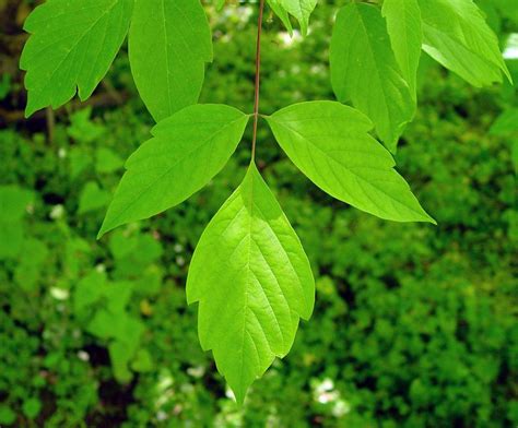 Box Elder Maple Tree Bare Root12 20acer Negundo Etsy Plants Plant Leaves Tree Seeds